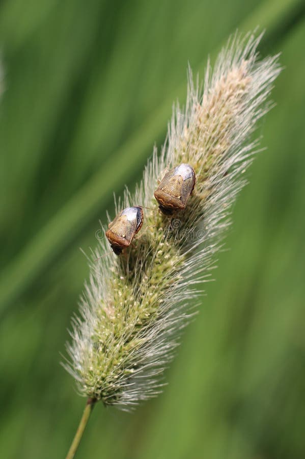 Pudenta stock photo. Image of rice, insect, crop, eysarcoris - 156644824