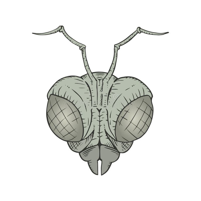 Insect face hand draw stock vector. Illustration of fauna - 337830779