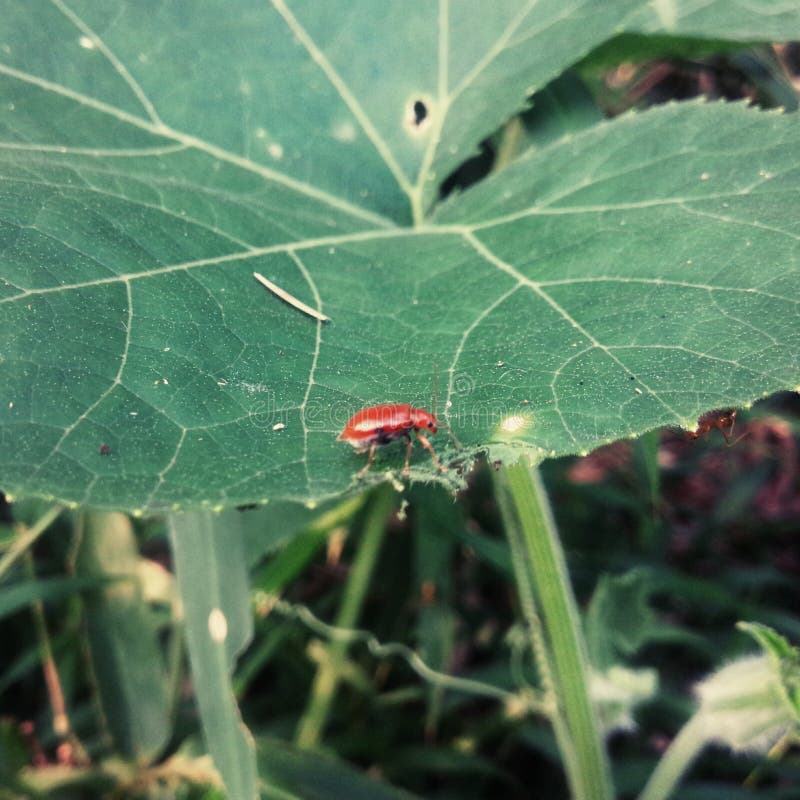Insect family stock photo. Image of life, nature, leaf - 115373656
