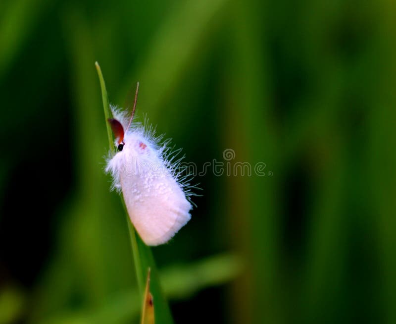 Insect stock image. Image of insect, field, rice, insects - 97403359