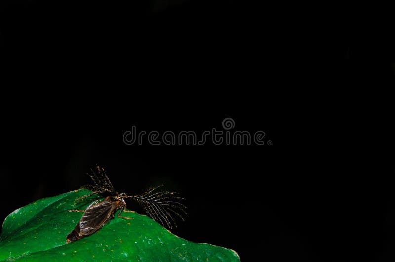 Feathery Appendages Stock Photos - Free & Royalty-Free Stock Photos ...
