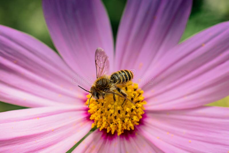 Insect Feeding on Nectar of a Flower Stock Image - Image of outdoors ...