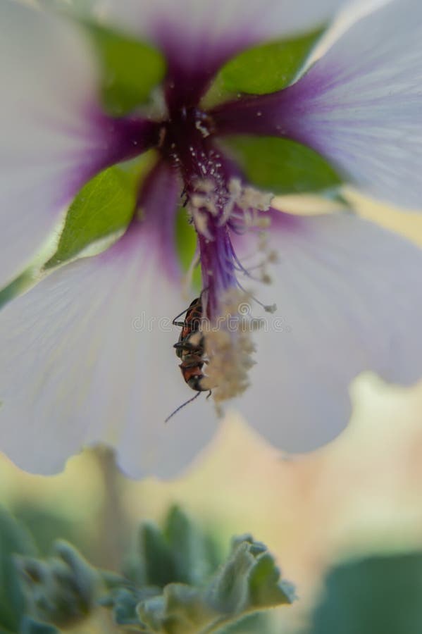 Insect Feeding on Nectar of a Flower Stock Image - Image of outdoors ...
