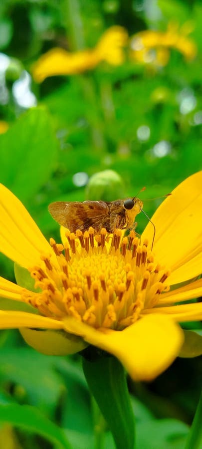 Insect Feeding on Nectar of a Flower Stock Image - Image of outdoors ...