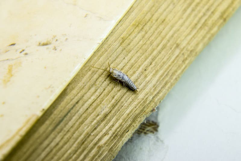 225 Silverfish Damage Stock Photos - Free & Royalty-Free Stock Photos ...