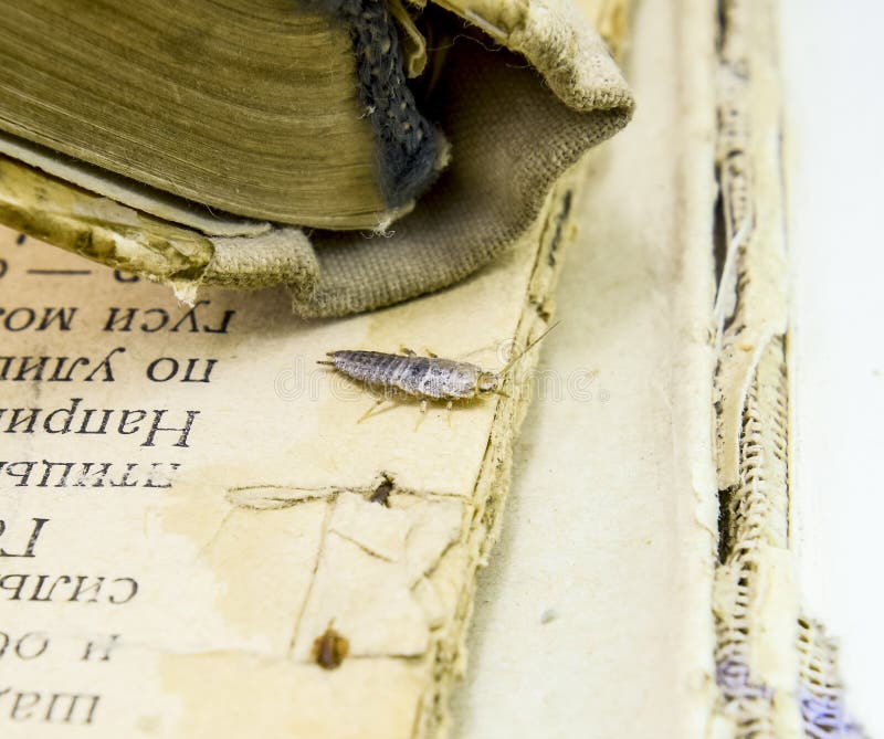 Insect Feeding on Paper - Silverfish Stock Image - Image of hexapoda ...