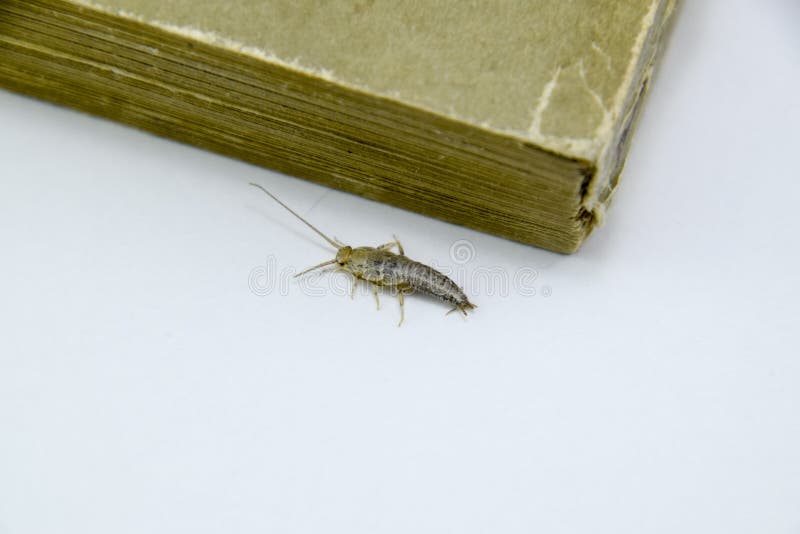 225 Silverfish Damage Linen Stock Photos - Free & Royalty-Free Stock ...