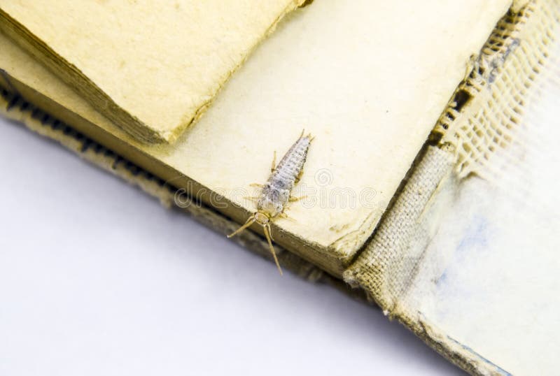 225 Silverfish Damage Stock Photos - Free & Royalty-Free Stock Photos ...