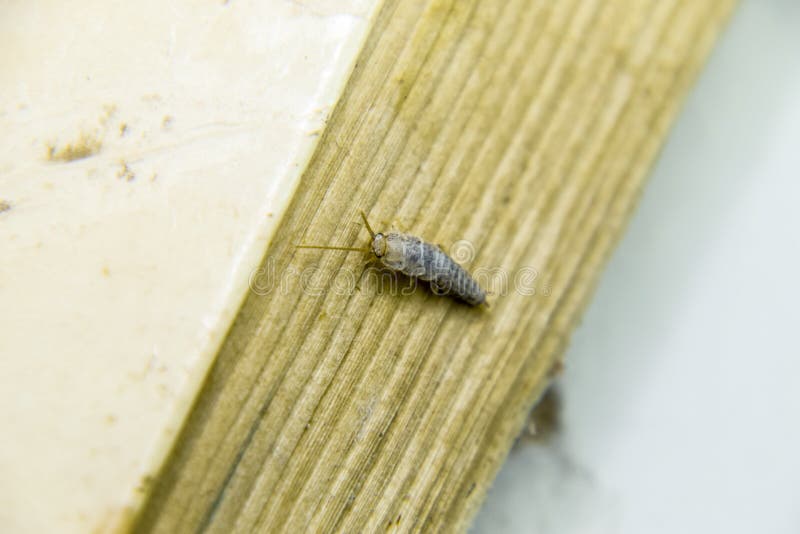 225 Silverfish Damage Stock Photos - Free & Royalty-Free Stock Photos ...