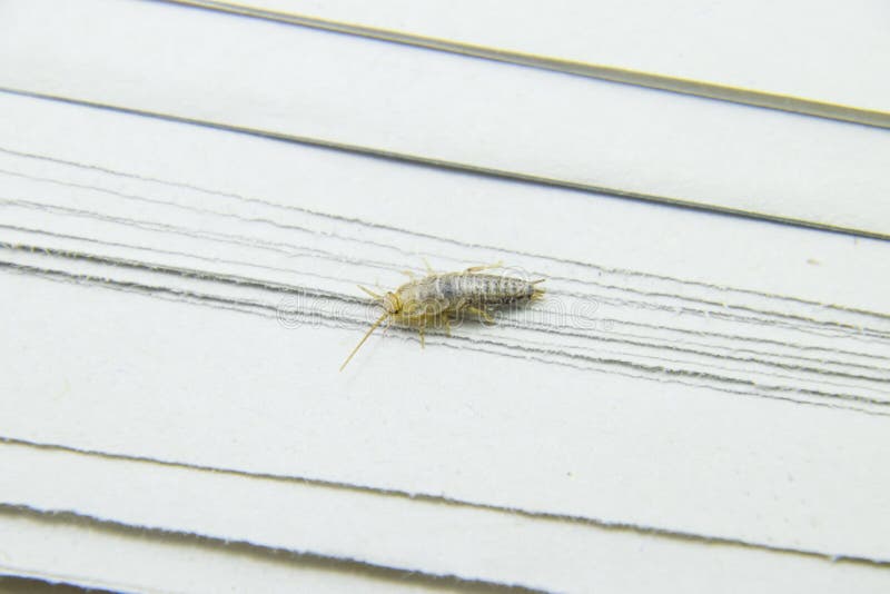 Insect Feeding on Paper - Silverfish Stock Image - Image of creature ...