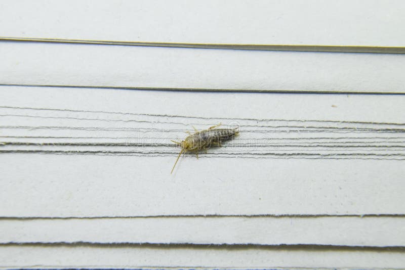 Insect Feeding on Paper - Silverfish Stock Photo - Image of bindings ...
