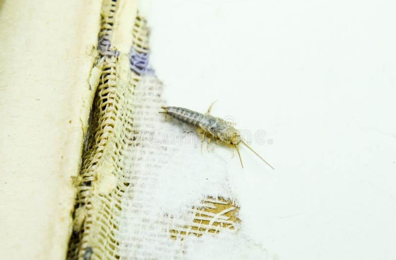 Insect Feeding on Paper - Silverfish Stock Image - Image of detail ...