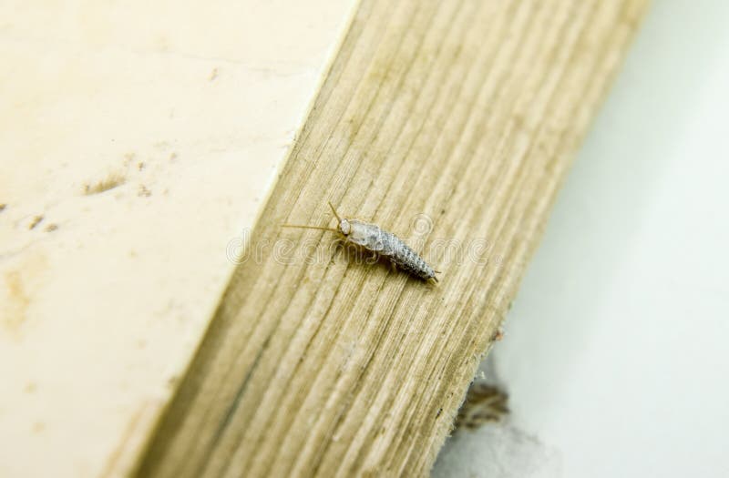 Insect Feeding on Paper - Silverfish Stock Image - Image of fish ...