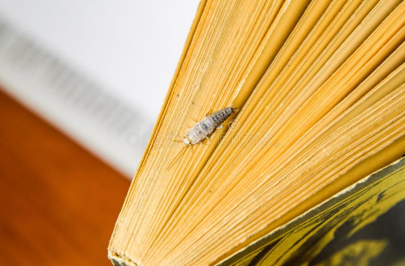 Insect Feeding on Paper - Silverfish Stock Photo - Image of glue ...