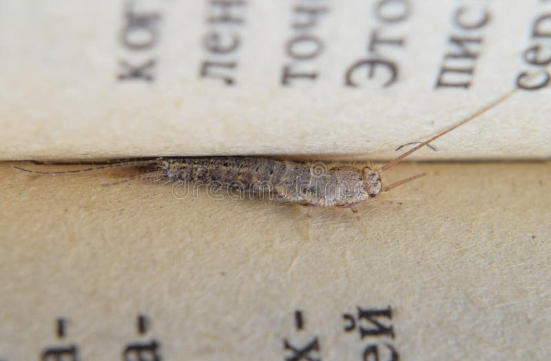 Insect Feeding on Paper - Silverfish Stock Image - Image of compound ...