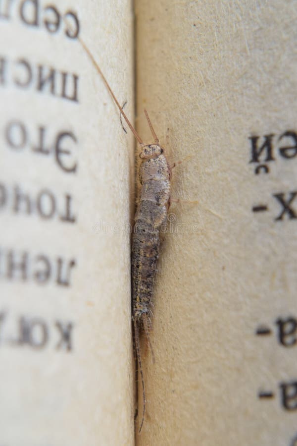 225 Silverfish Damage Linen Stock Photos - Free & Royalty-Free Stock ...