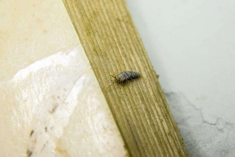 Insect Feeding on Paper - Silverfish Stock Image - Image of bookworm ...
