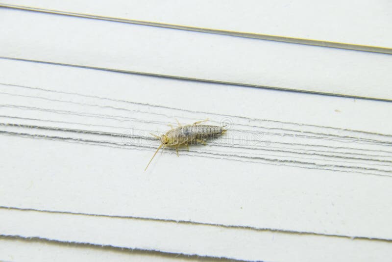 Insect on Paper - Silverfish Stock Photo - Image of animal, metallic ...