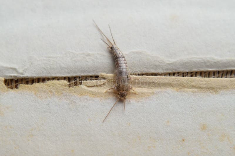 Insect Feeding on Paper - Silverfish Stock Image - Image of house ...