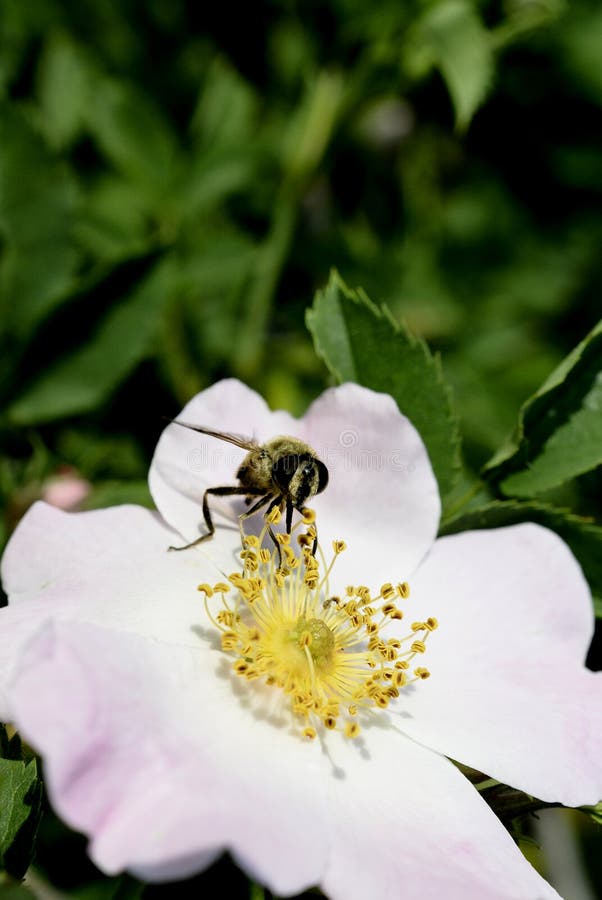 Insect Feeding Up Inside the Dog Rose Bloom. Stock Photo - Image of ...
