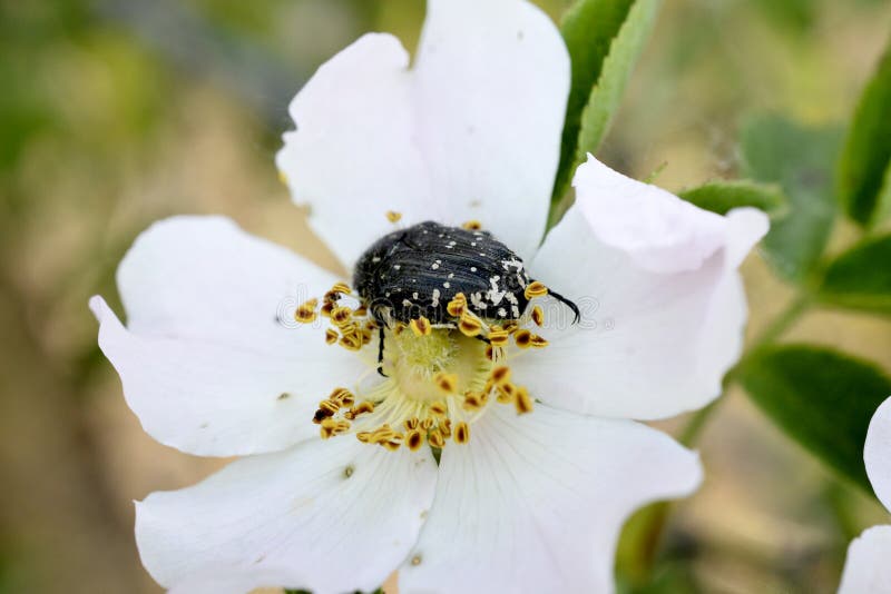 Insect Feeding Up Inside the Dog Rose Bloom. Stock Photo - Image of ...