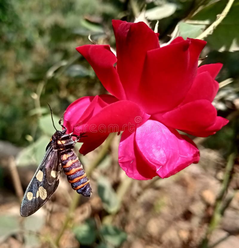 Insect on the Field of Bihar Saran Stock Image - Image of petal ...
