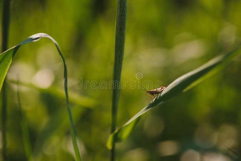 An Insect on the Field Close Up Stock Photo - Image of macro, blooming ...