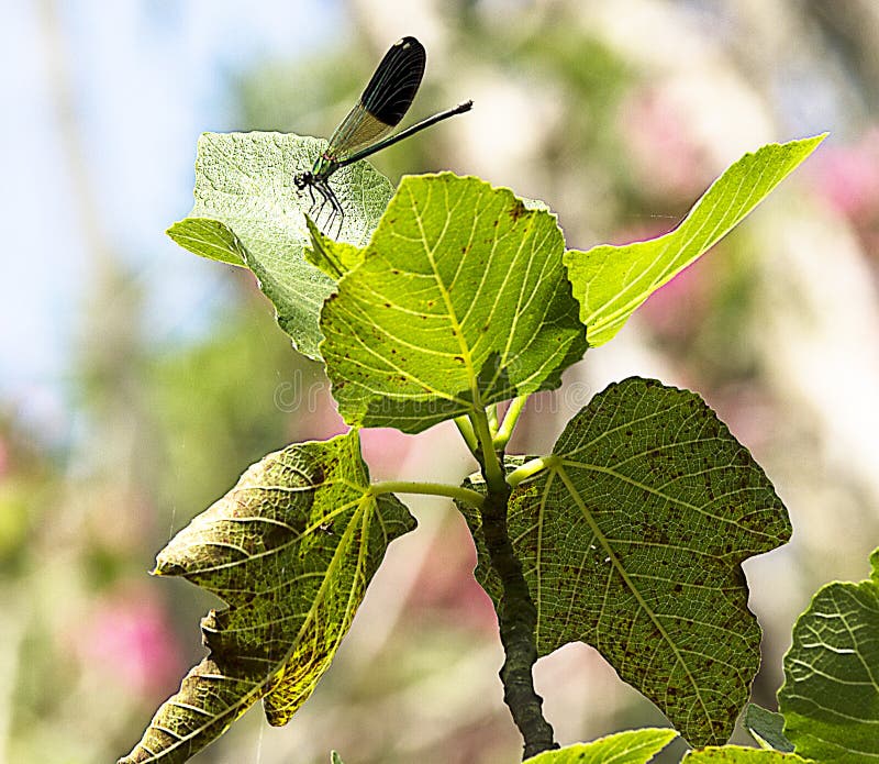 Insect on Fig Tree in Cyprus Stock Photo - Image of greek, trees: 55105906