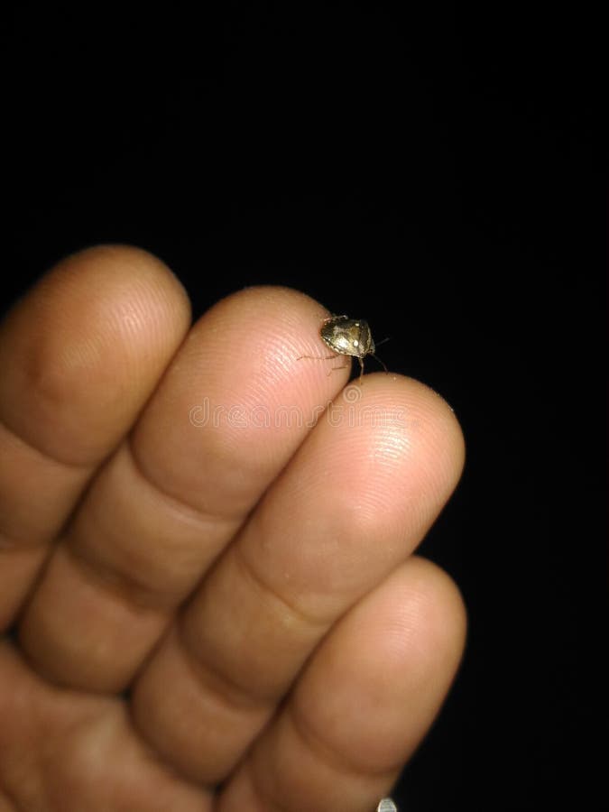 Insect stock image. Image of natural, fingertip, wild - 94350555