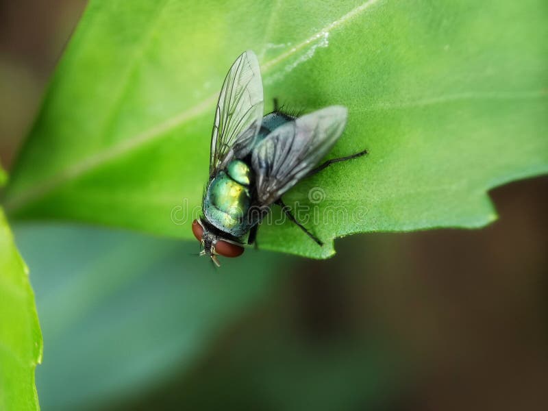 An Insect Flies on Green Leaves Stock Photo - Image of insect, flies ...