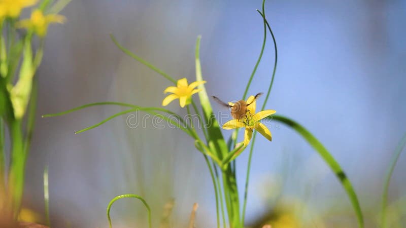 An Insect Flies and Pollinates Spring Flowers Stock Video - Video of ...