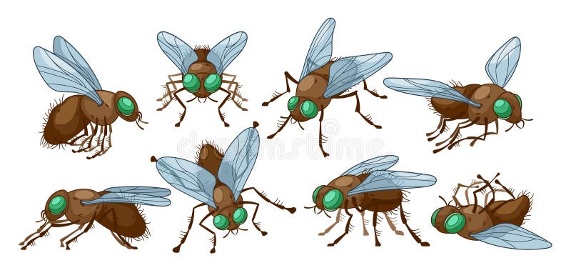 Insect Flies Set in Different Poses. Winged Pest Characterized by a ...
