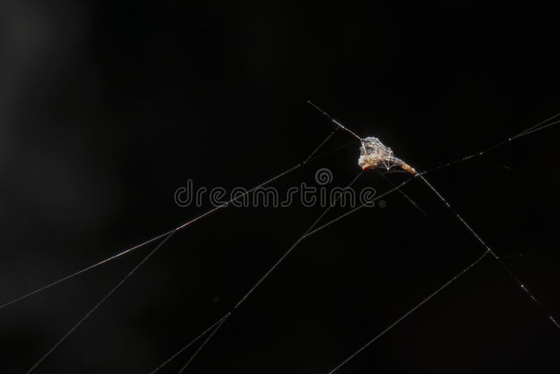 An Insect that Flies into a Spider Trap Stock Photo - Image of predator ...
