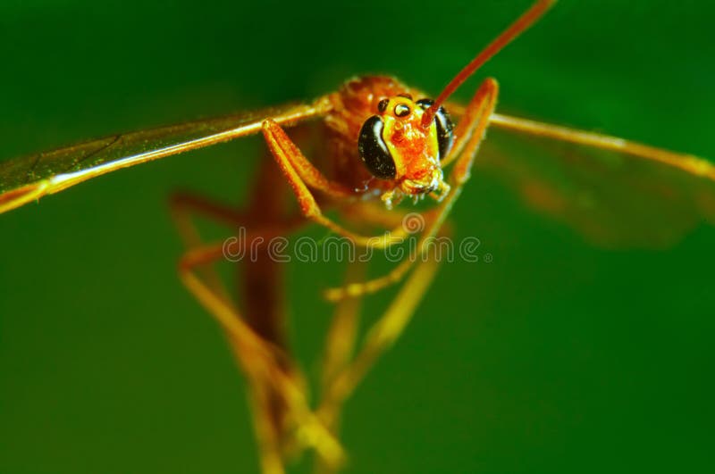 Insect In Flight Picture. Image: 1261967
