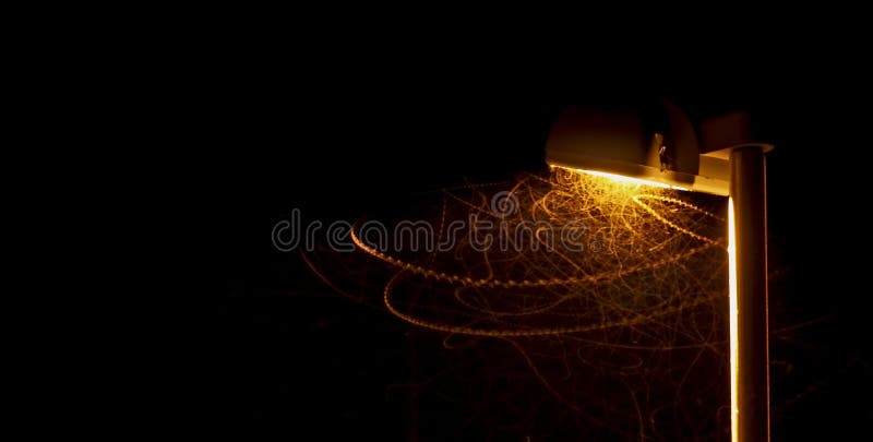Insect flight trails stock image. Image of nighttime, nature - 5885271