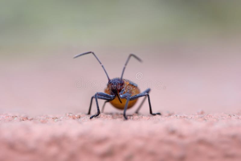 Insect on floor stock image. Image of walking, floor - 23503303