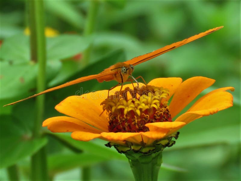 Flower, Flora, Insect, Nectar Picture. Image: 133773511