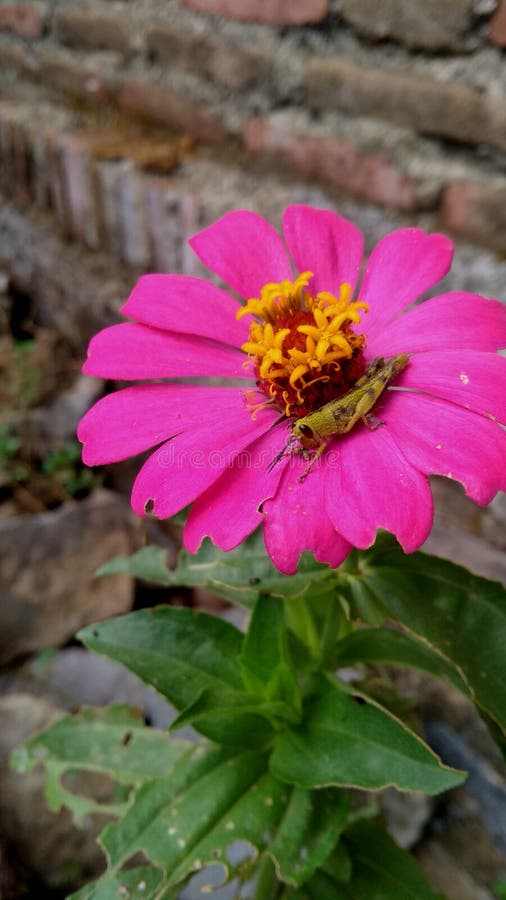 Insect on the flower stock photo. Image of blossom, bloom - 258172712