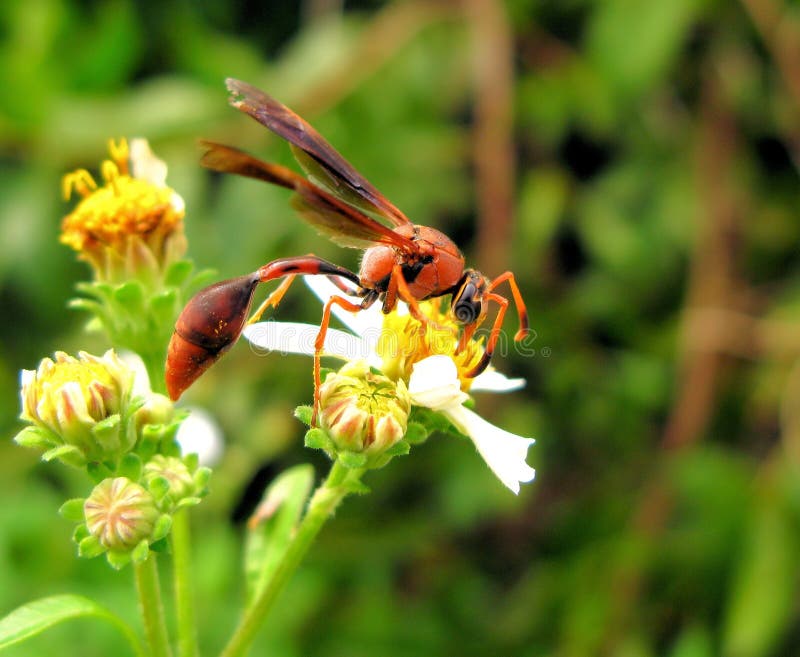 Insect on flower stock photo. Image of petal, bloom, orange - 3732970