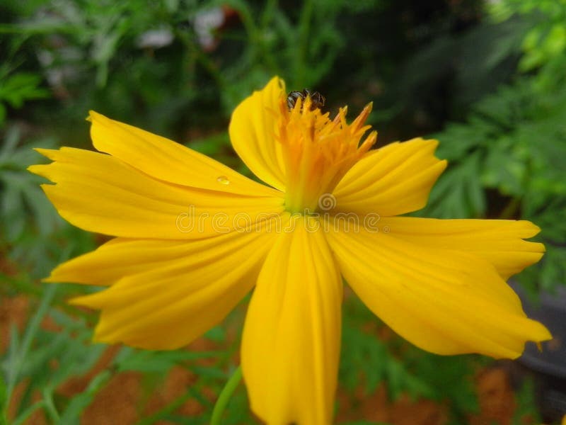 Atapetiya Stock Photos - Free & Royalty-Free Stock Photos from Dreamstime