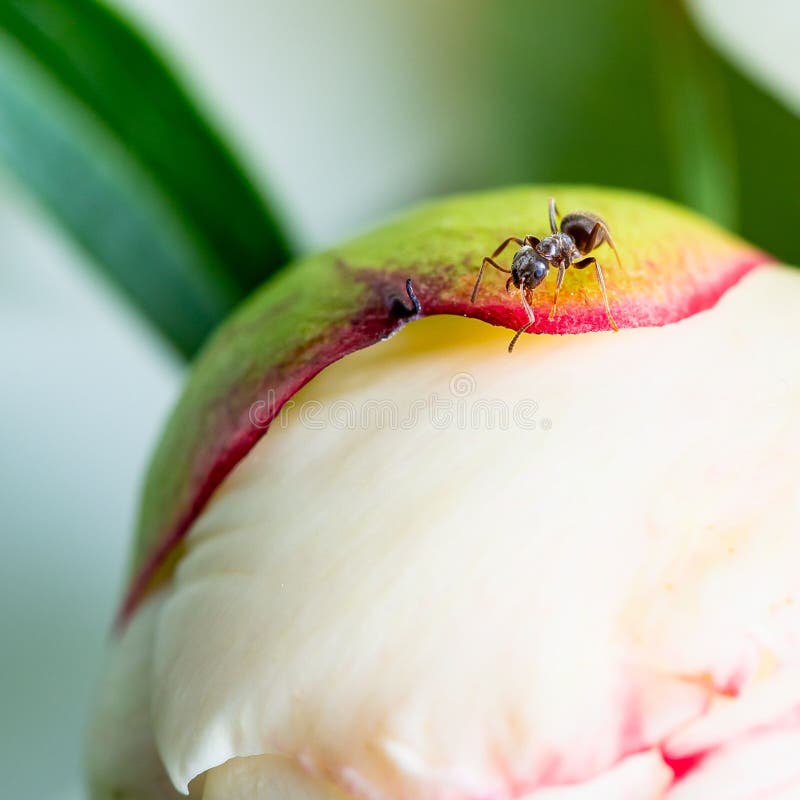 Insect on a flower budding stock photo. Image of tiny - 282095046