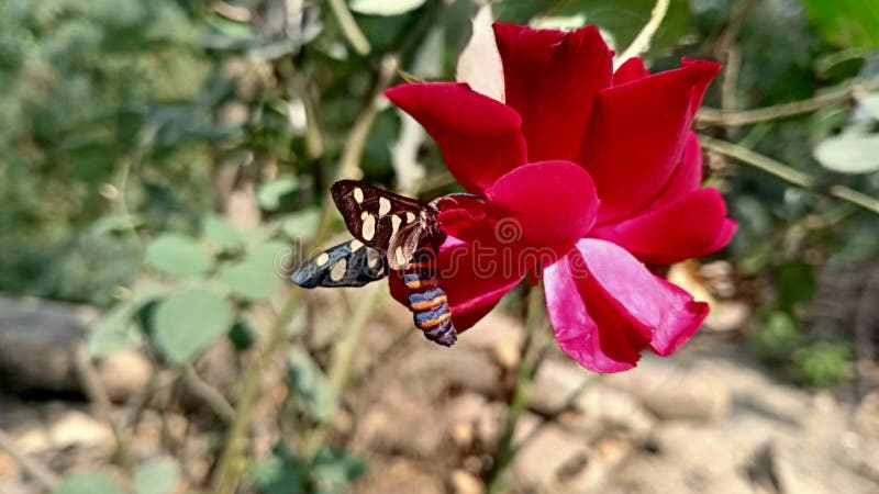 Insect on the Flower in the Garden Stock Image - Image of invertebrate ...