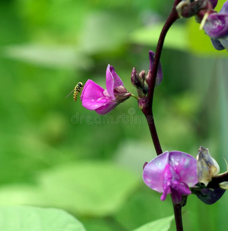 Insect on a flower garden stock photo. Image of pink - 56346590