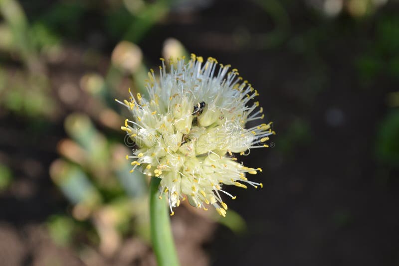 Insect and flower stock photo. Image of flower, summer - 86907804