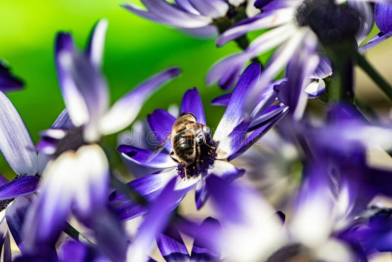 Insect on flower stock image. Image of flower, insect - 214666045