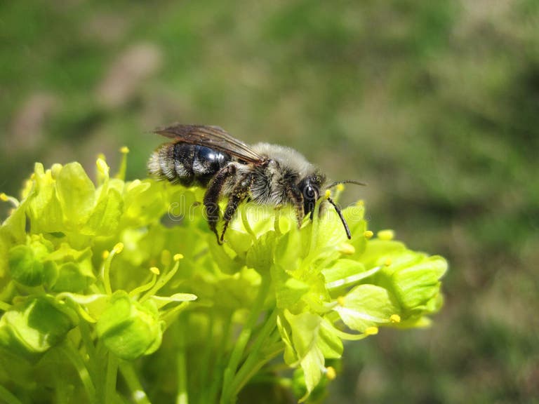 Insect on Flower, Lithuania Stock Photo - Image of blooming, green ...