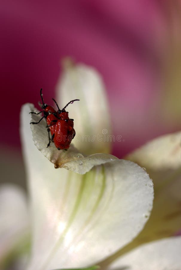 Insect, Flower, Macro Photography, Flora Stock Image - Image of insect ...