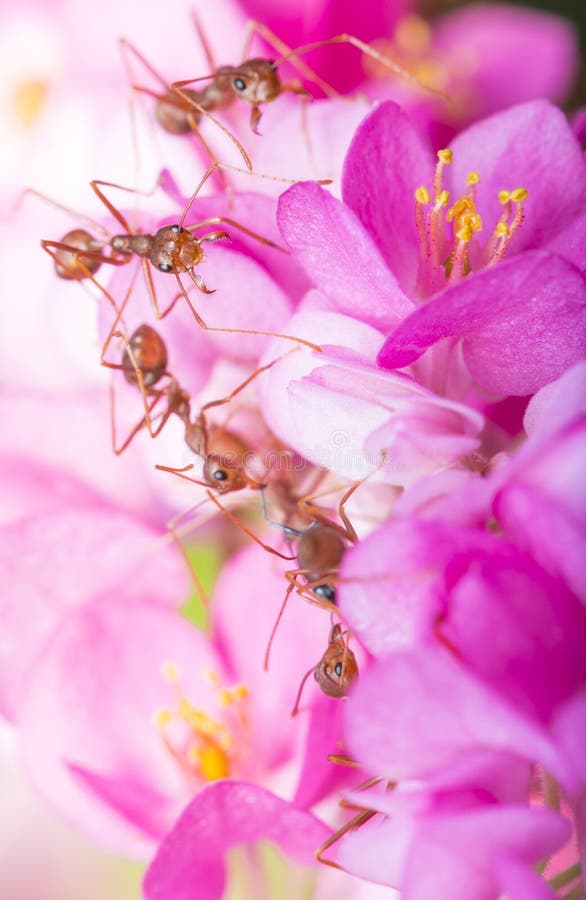 Weaver in Coral tree 1 stock image. Image of weavers - 76518687