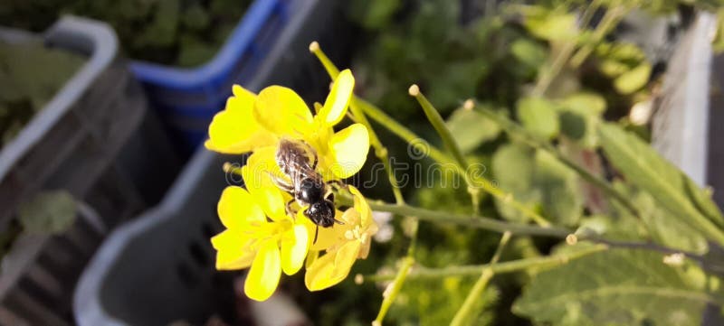 Insect & flower stock photo. Image of garden, wild - 341604594