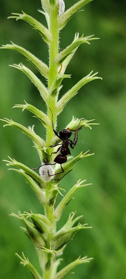 Insect flower shrub ant stock photo. Image of flower - 188514998